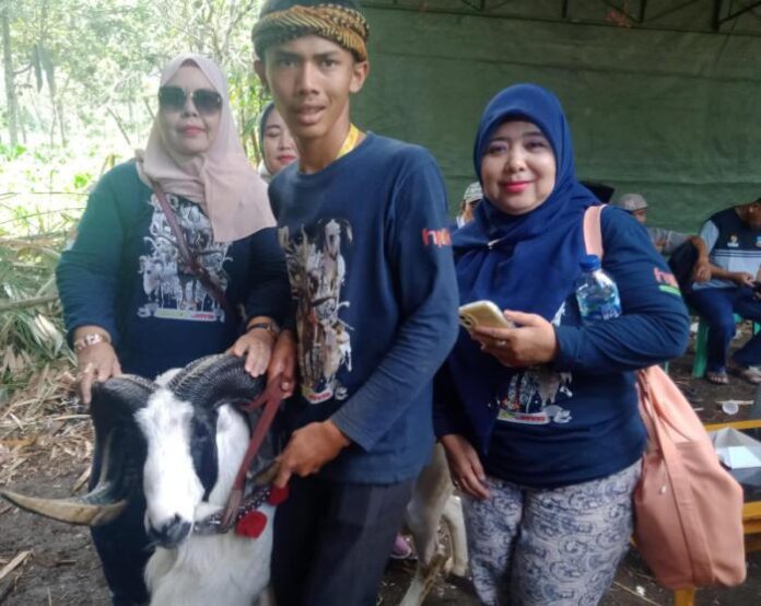 Resmi Dibuka, Adu Seni Ketangkasan Domba Garut yang di Selenggarakan ...